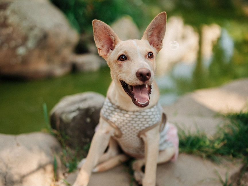 Лада ищет дом