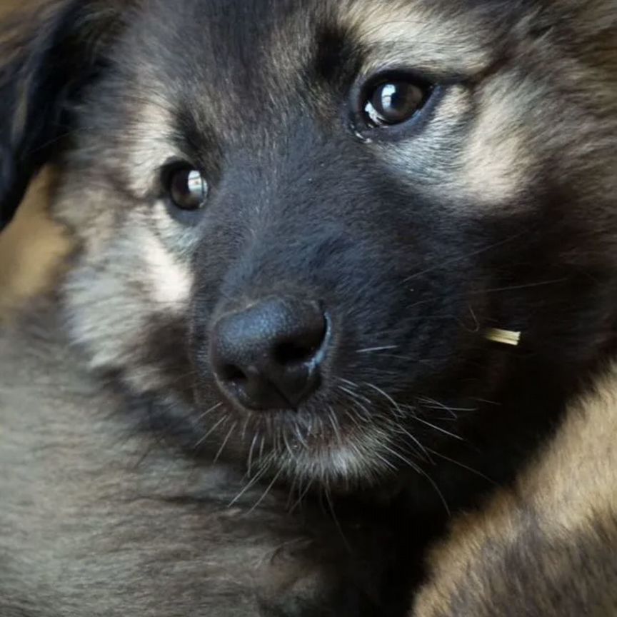 Перевыкладываю объявление) отдам щенка бесплатно
