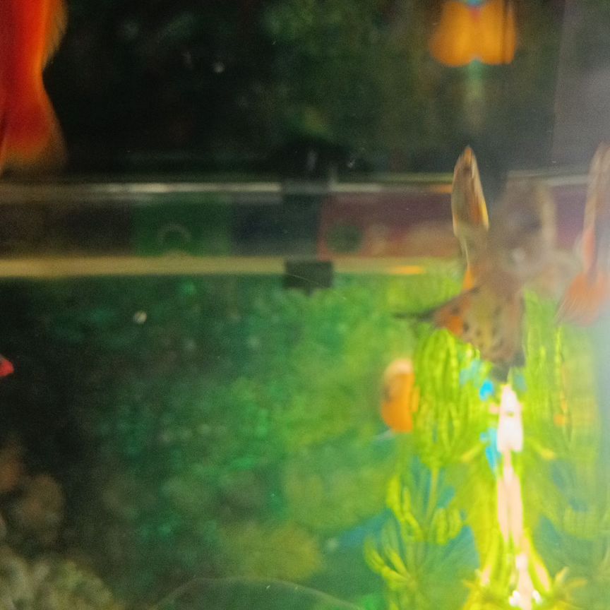 Гуппи эндлера