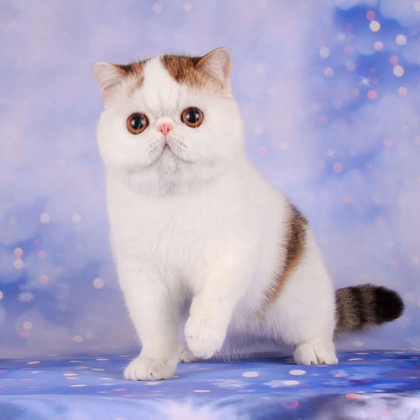 Шикарный экзотик