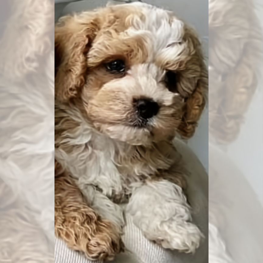 Кавапу, щенок