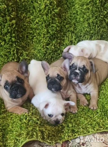 Французские бульдожки- очаровашки
