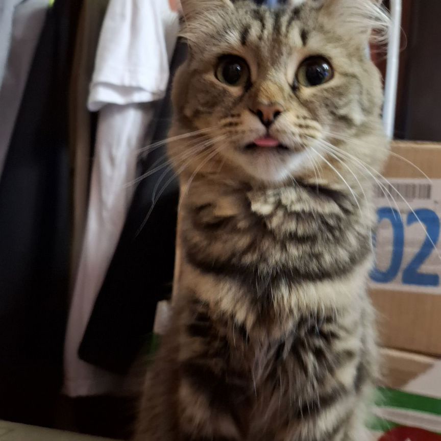 Ласковая кошка в добрые руки