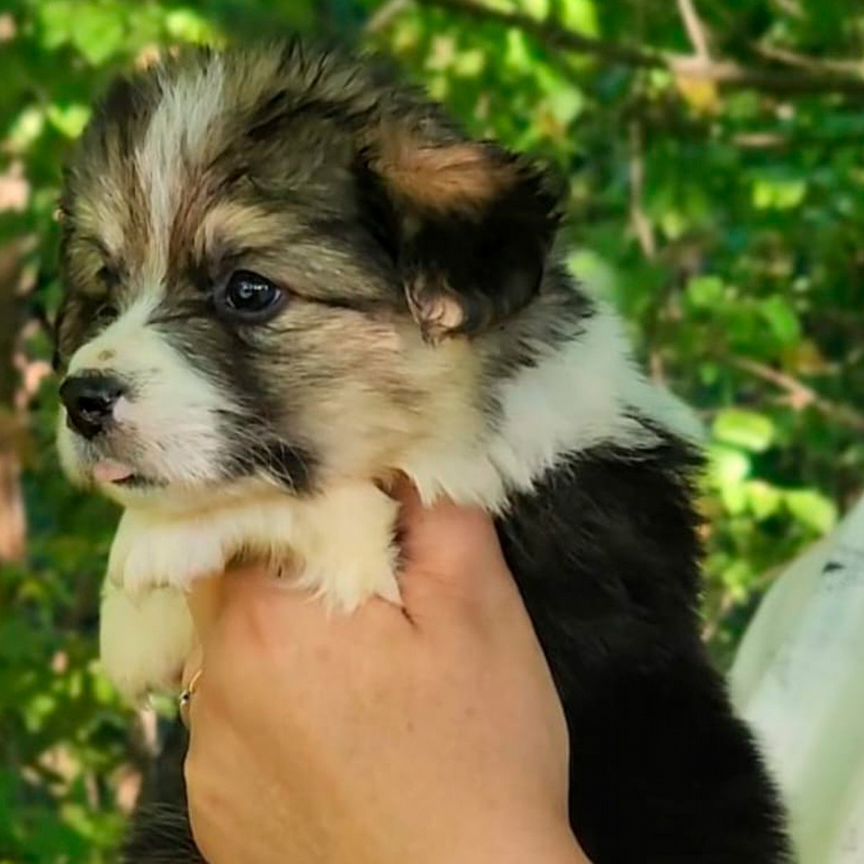 Вельш-корги пемброк щенок мальчик