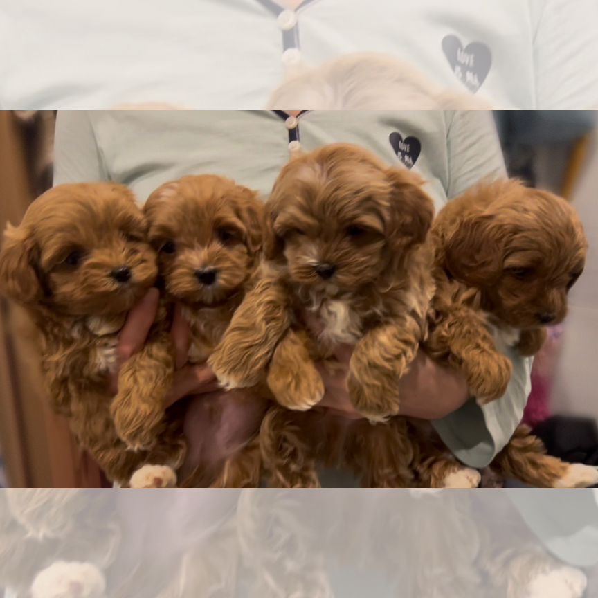 Мальтипу, щенок