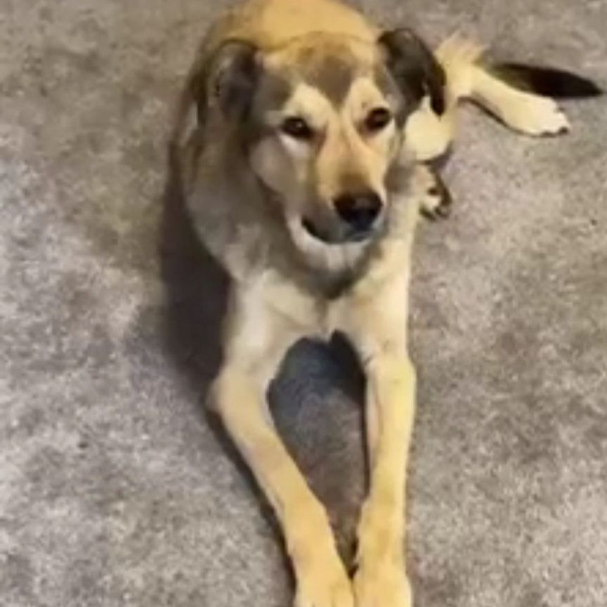 Собачка в добрые руки