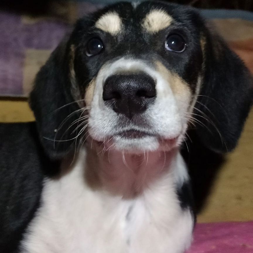 Малыш Сэмик ищет дом