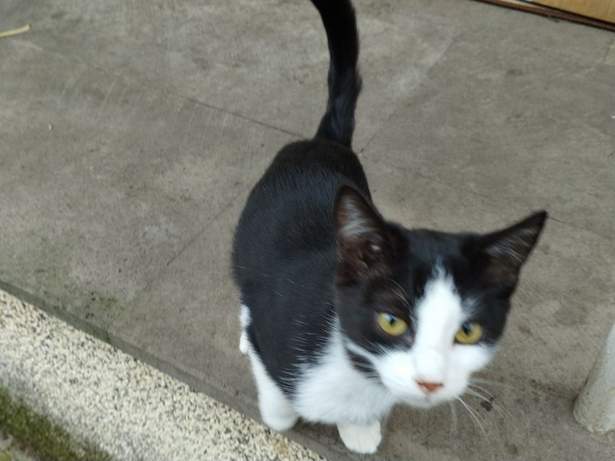 Забавные котята