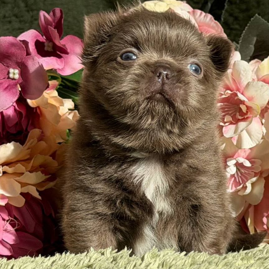 Чихуахуа, щенок