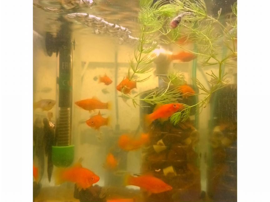 Аквариумные рыбки