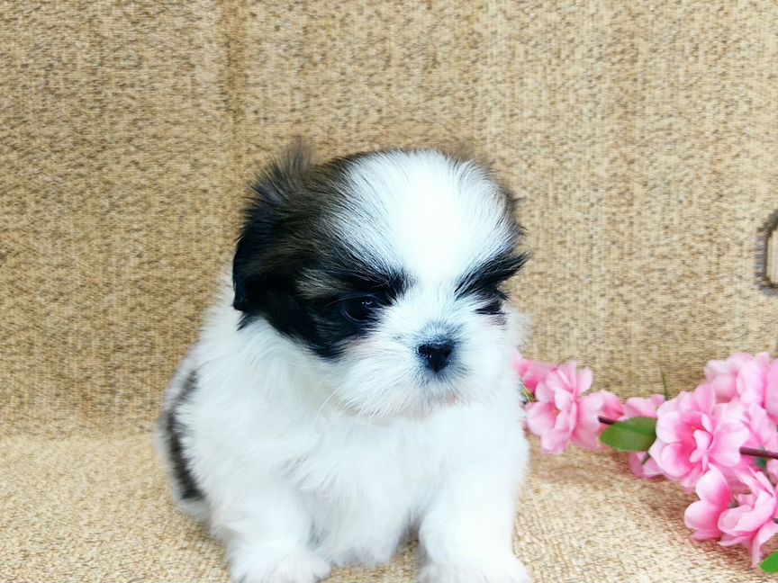 Малышки ши- цу