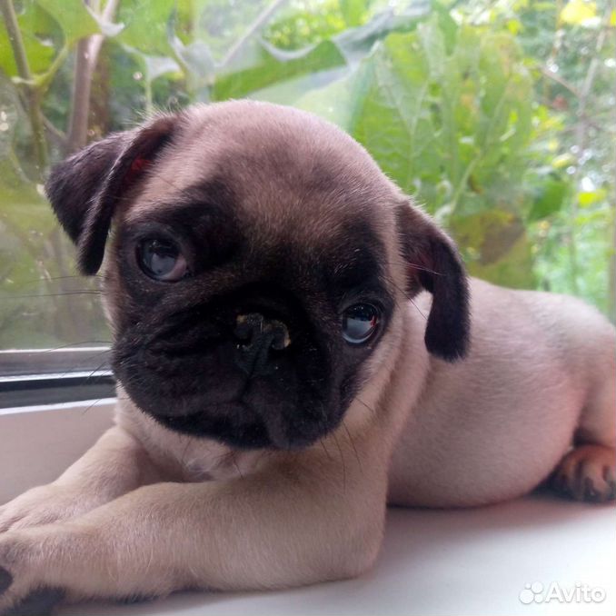 Носики курносики