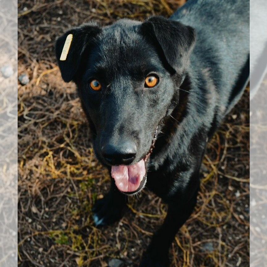 Взрослый пёс в добрые руки