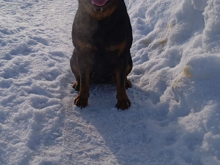 Ротвейлер, сука 5 лет