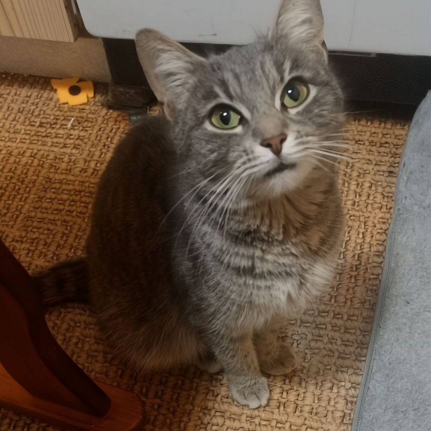 Взрослая, Девочка кошка в добрые руки