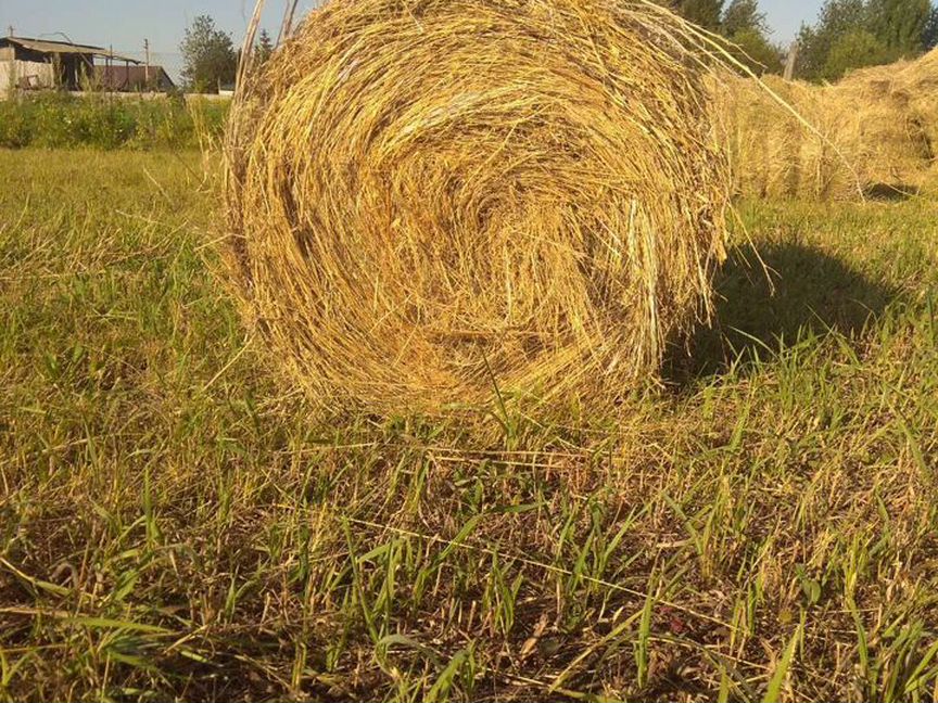 Сено в тюках