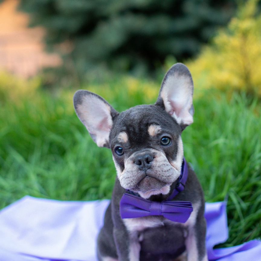 Французский бульдог мальчик миниатюрный