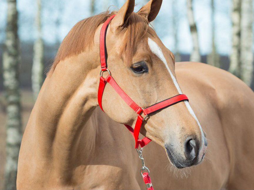 Амуниция (сбруя) для лошадей