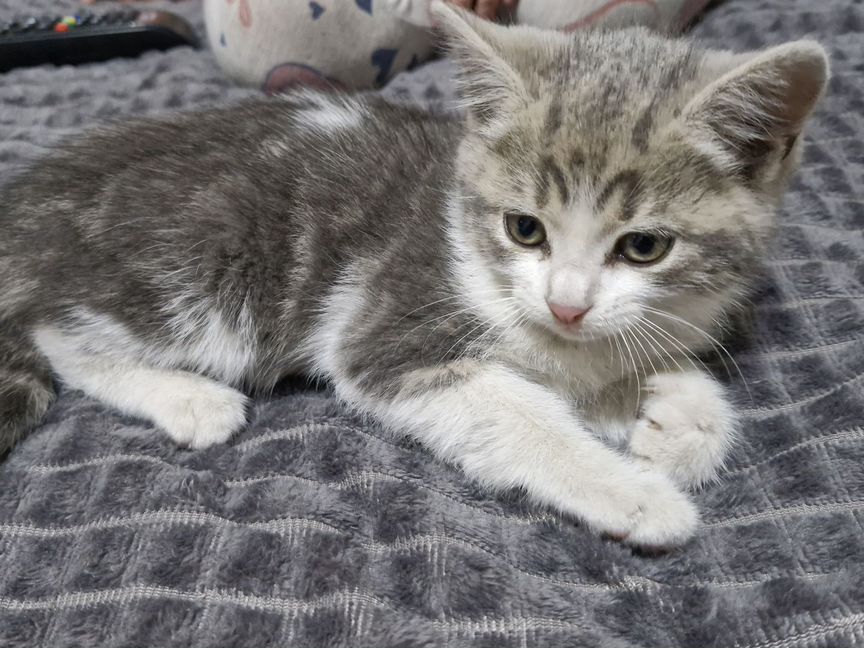 Котята в добрые руки бесплатно