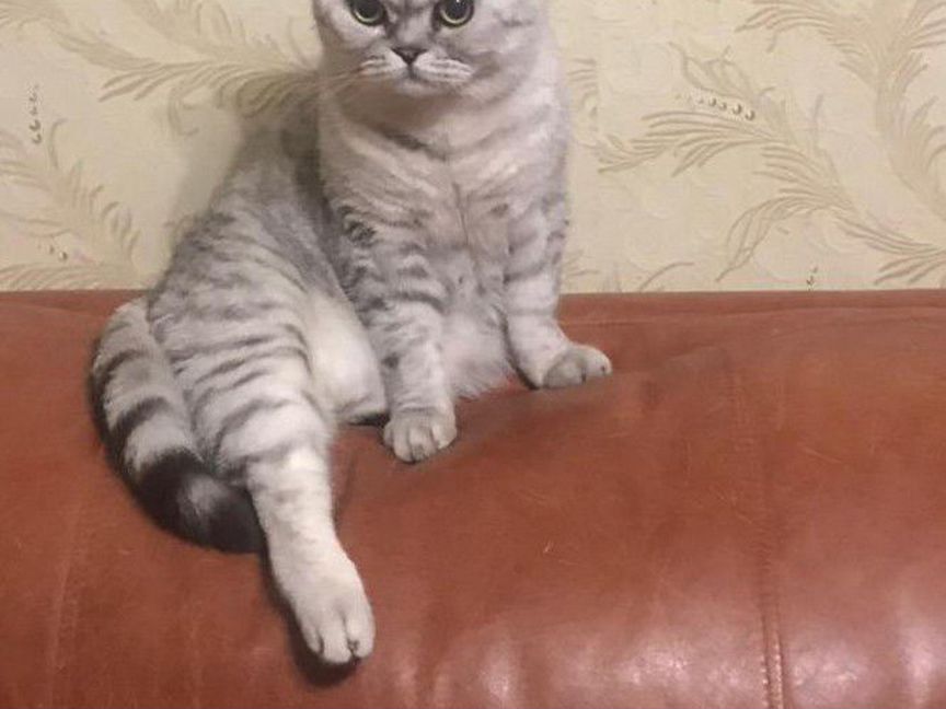 Британский кот