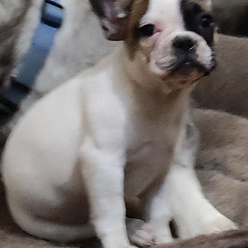 Щенок французский будьдог