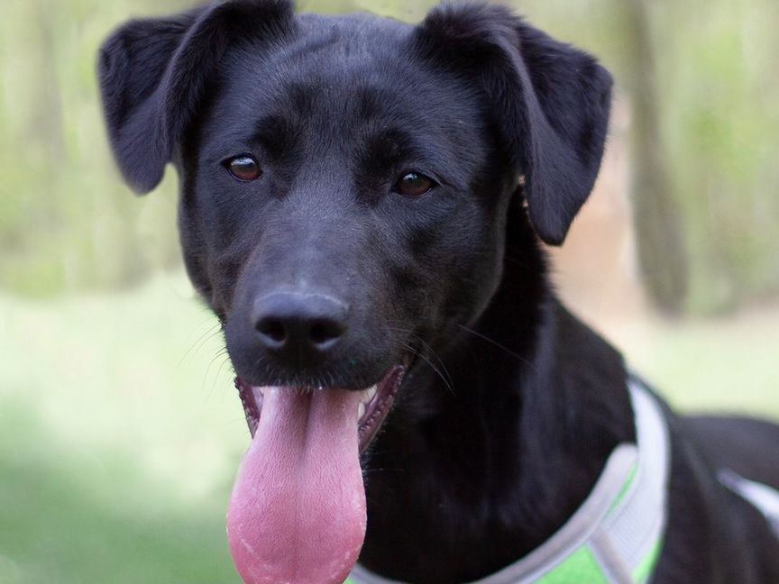 Щенок в дар из приюта