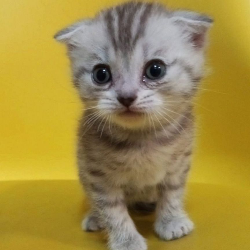 Шотландский котенок