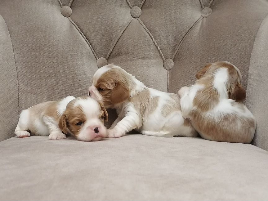 Кавалерчики