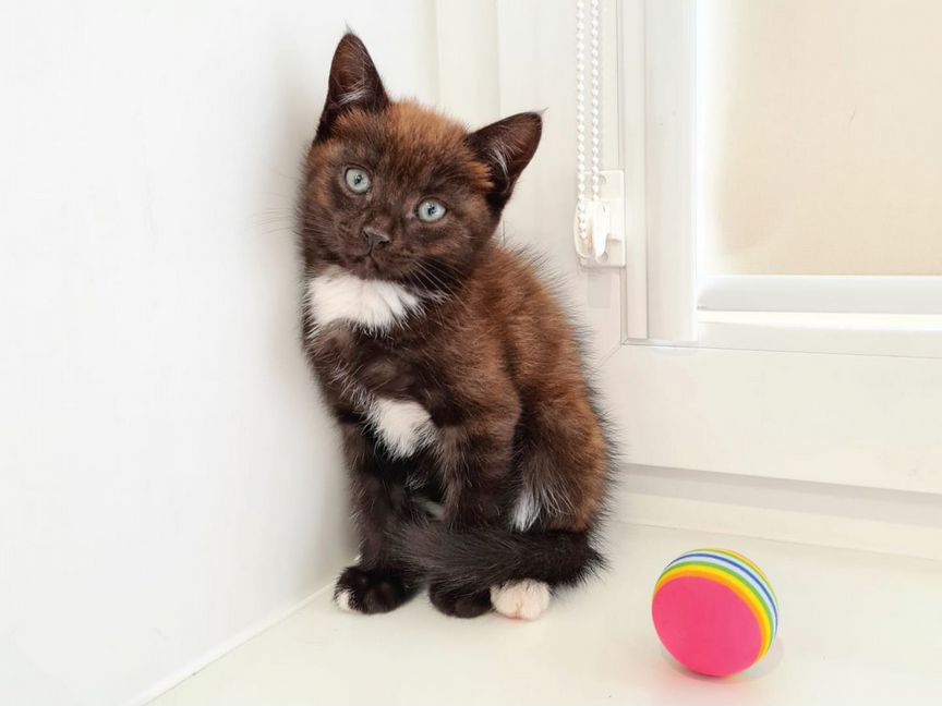 Котенок мальчик (2 месяца)