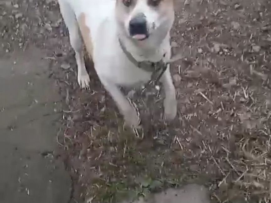 Отдам собаку в добрые руки