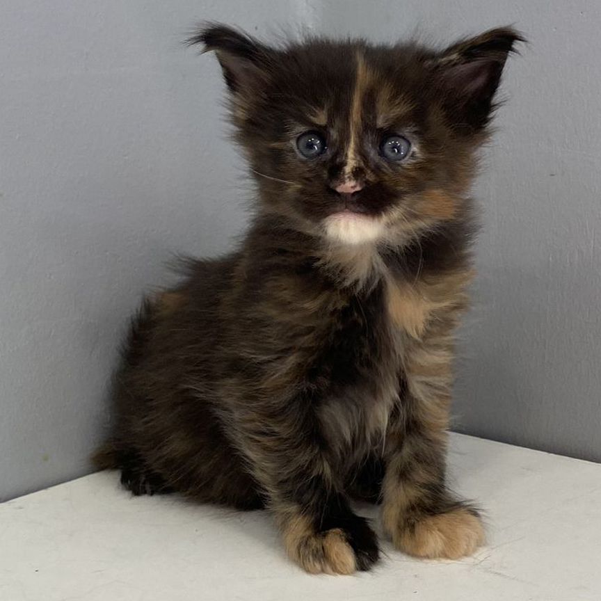 Мейн-кун котёнок