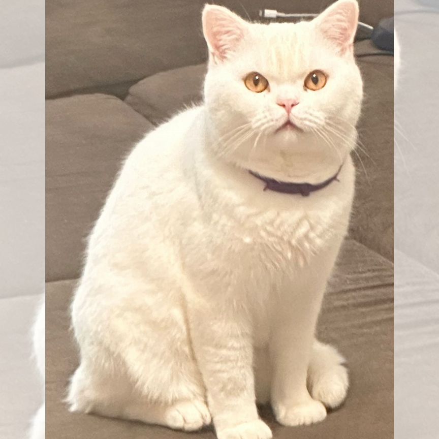 Британский кот