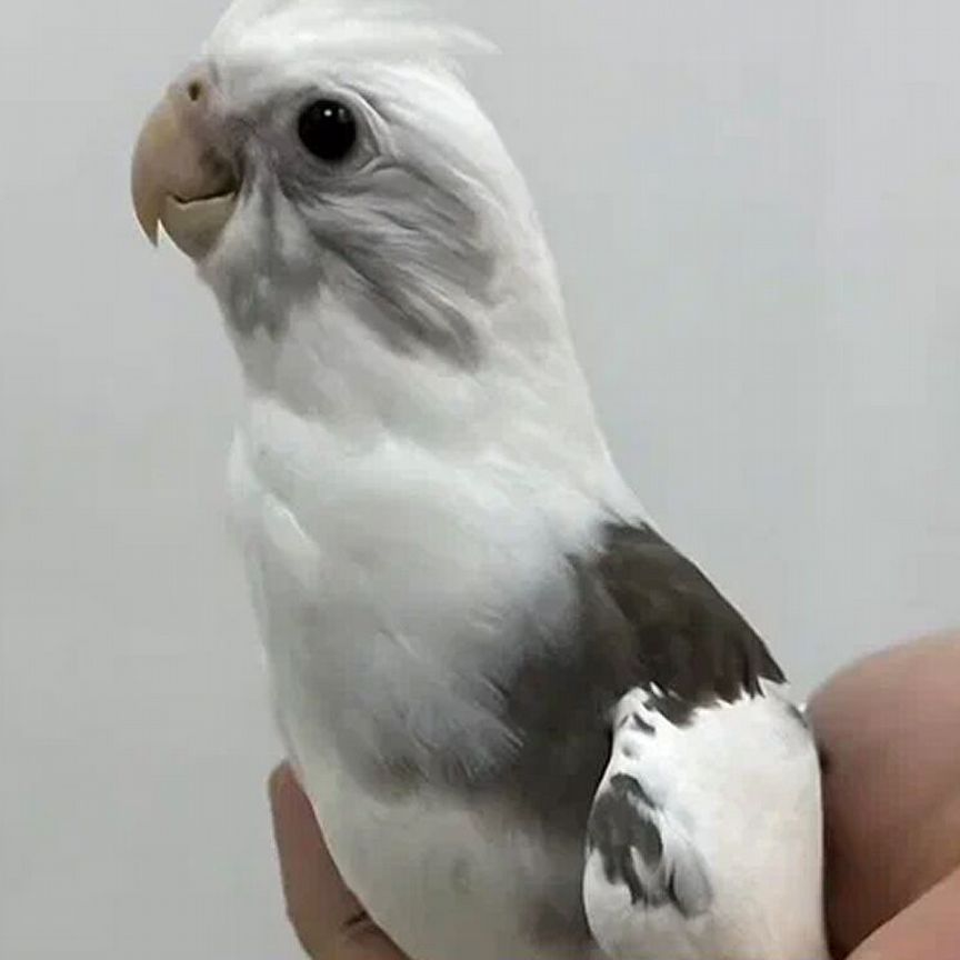 Попугай Карелла безщекая