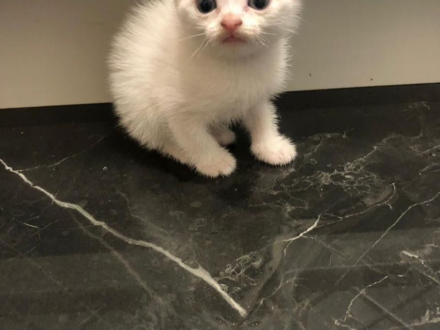 Котята шотландской вислоухой