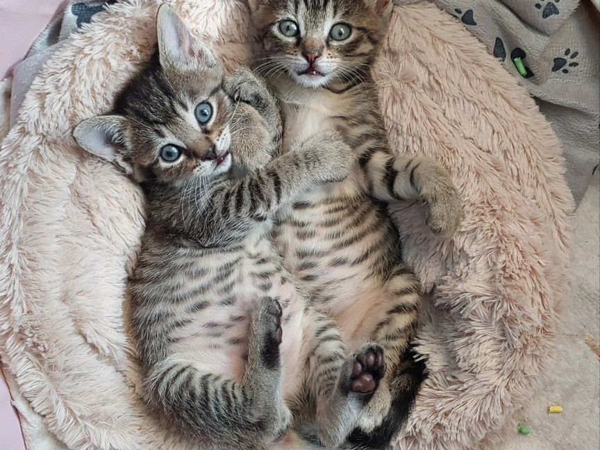 Котята поросята ищут дом