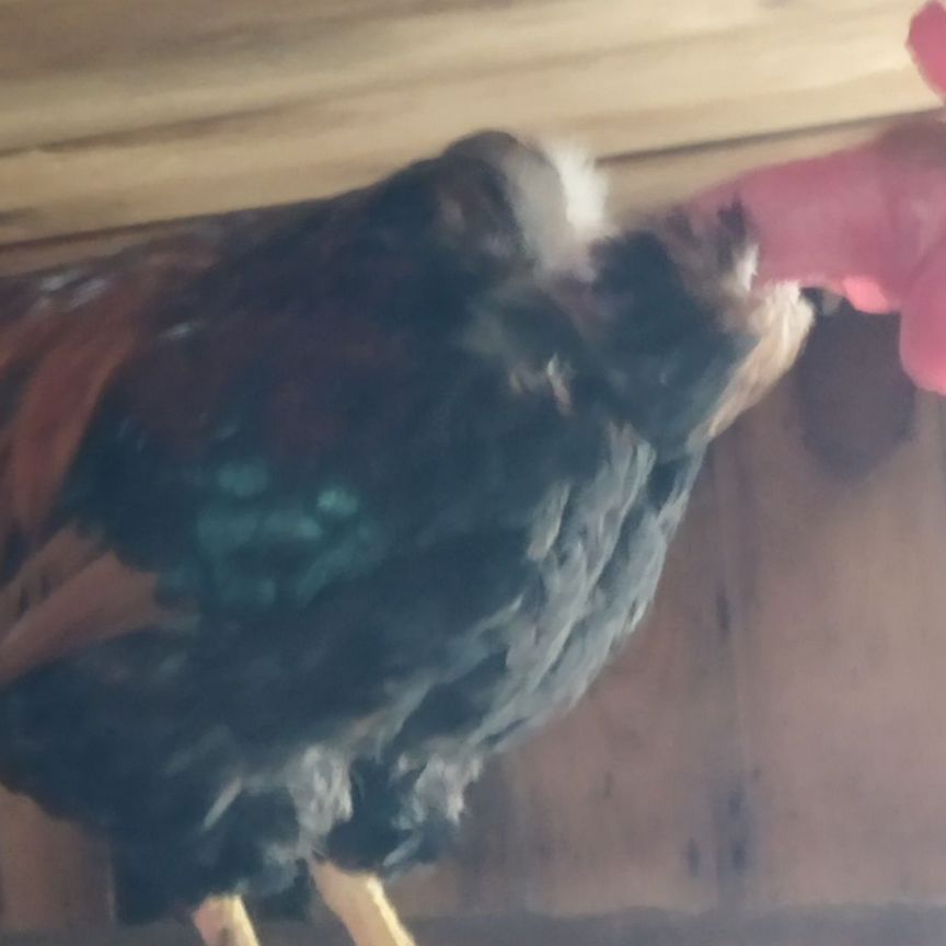 Петухи голошейки