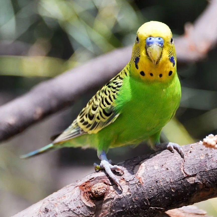 Волнистый попугай