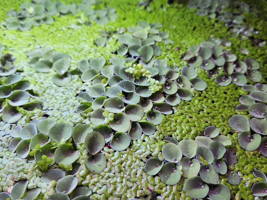 Водоросли Сальвиния, улитки Мелания