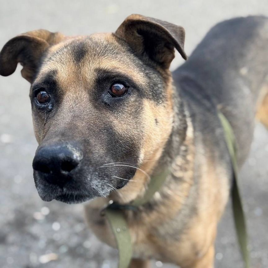 Собака с искалеченной судьбой