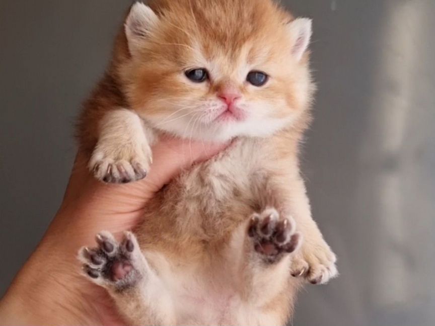 Девочки золотые шиншиллы