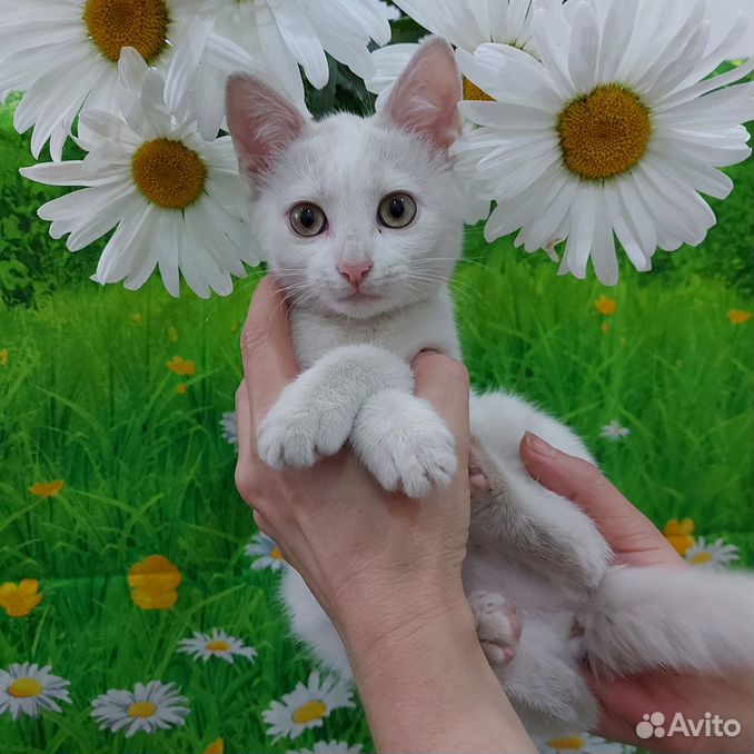 Спасеныш ищет дом