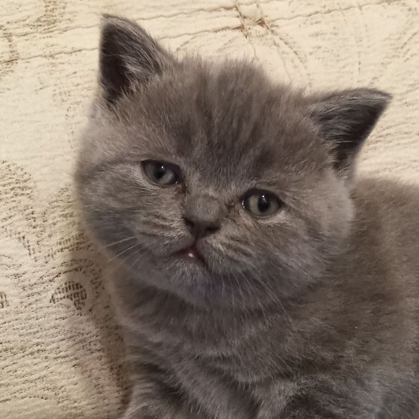 Британский котенок девочка