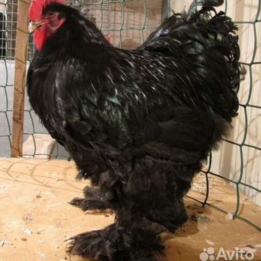 Молодые петухи