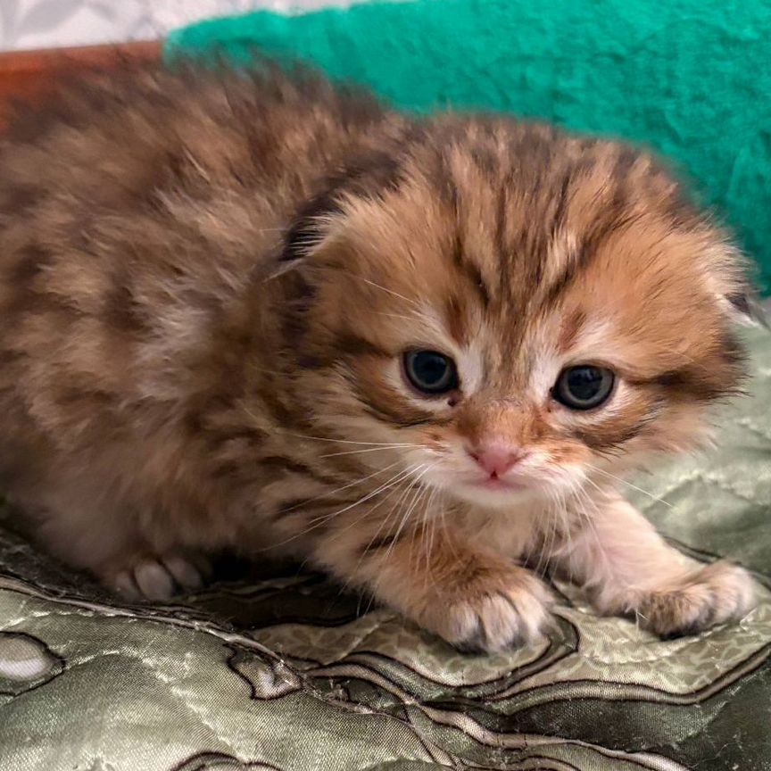 Шотландский вислоухий короткошёрстный котёнок