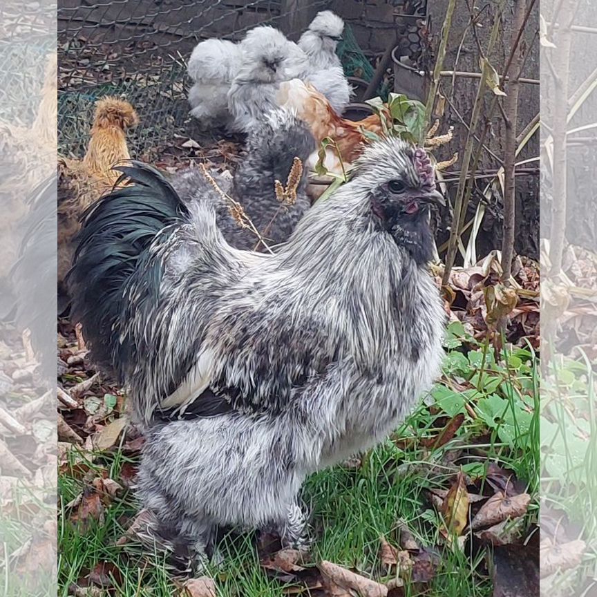 Китайские шелковые куры