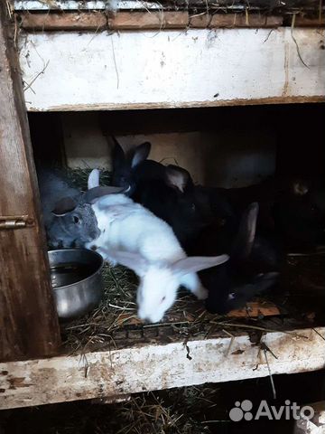 Крольчата мясные