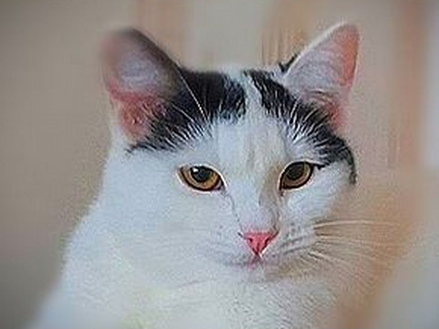 Кошечка в поиске дома