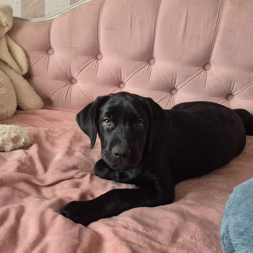 Лабрадор-ретривер, щенок