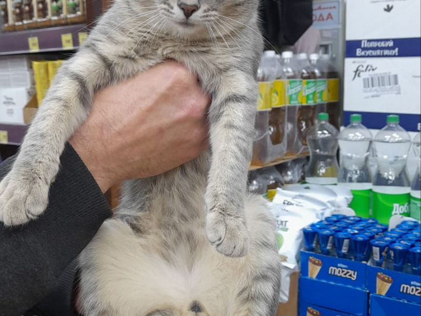 В магазин прибился котик цвета Вискас