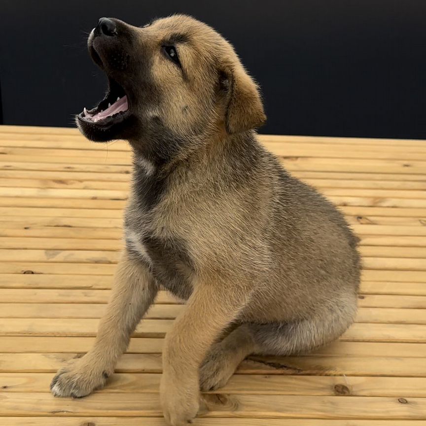 Щенки малинуа